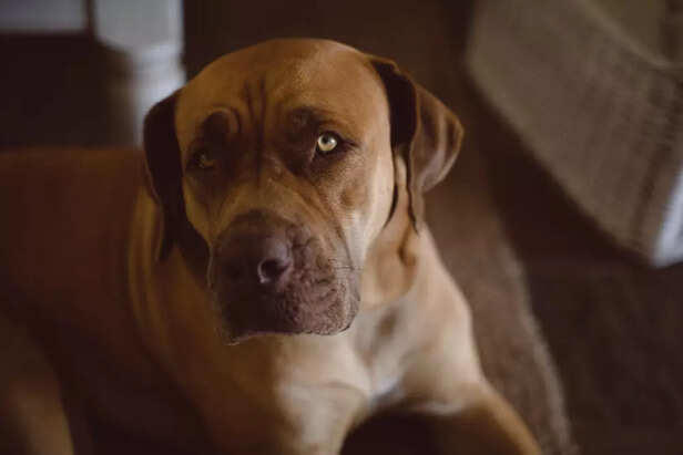 Dogs Can Smell Cancer Before Symptoms Appear
