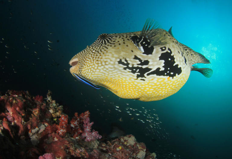 Meet The Pufferfish, Probably Nature’s Greatest Artist