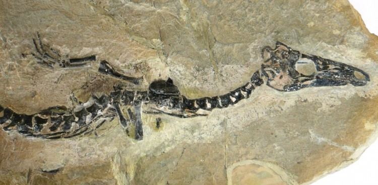 Prehistoric Creatures Straight Out of Nightmares