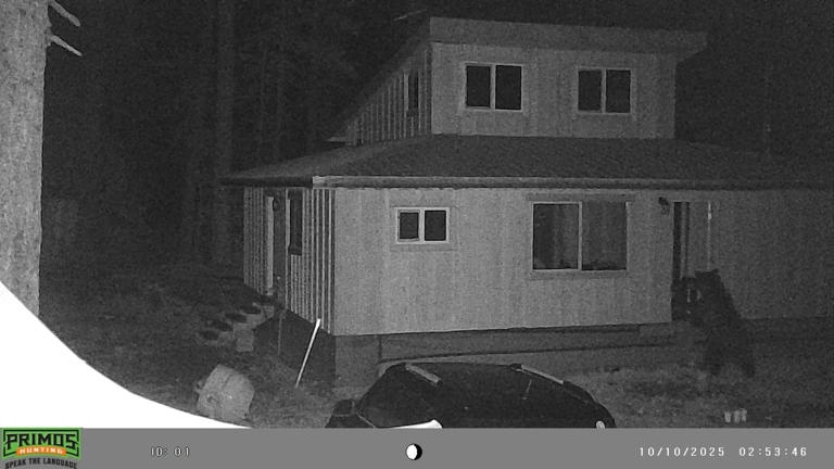 Grizzly bears break into woman's home, car on B.C.’s Central Coast