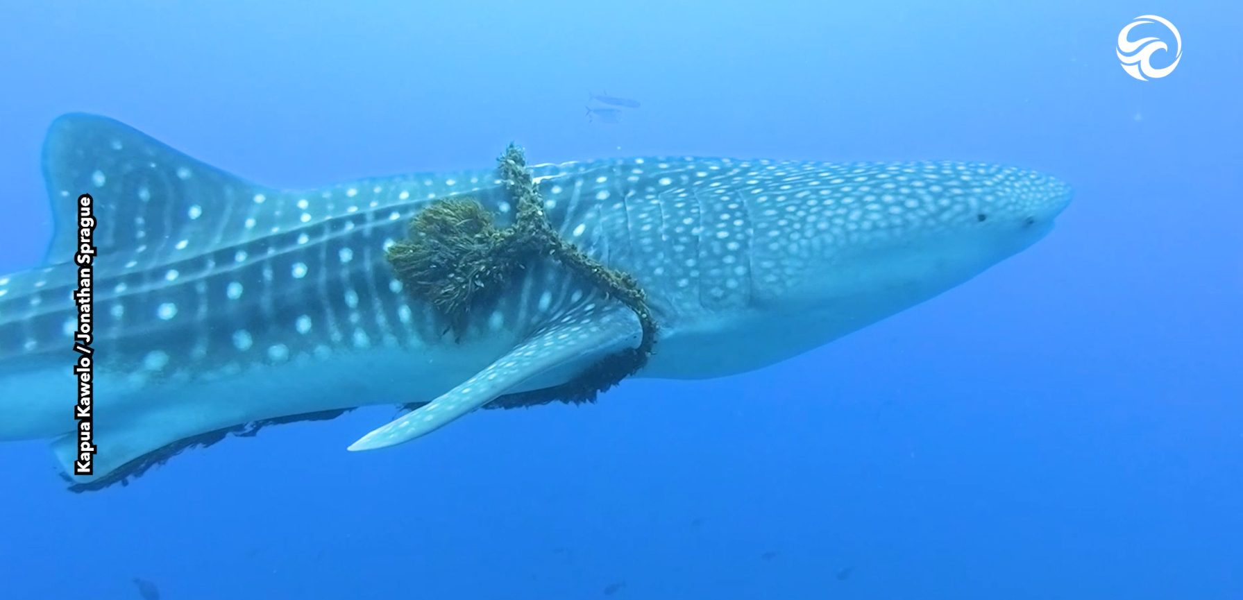 Family Rescue Whale Shark