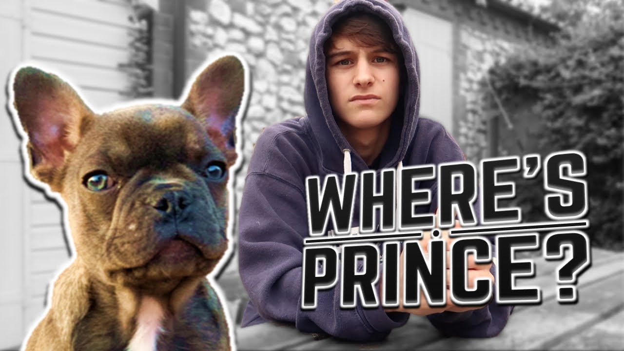 Why little Harry no longer has his dog