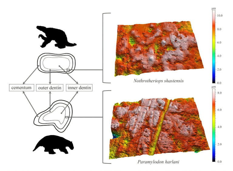 Giant ground sloths' fossilized teeth reveal their unique role in the ...