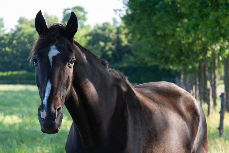 9 Horse Breeds With The Calmest Temperaments For Riders Of All Levels
