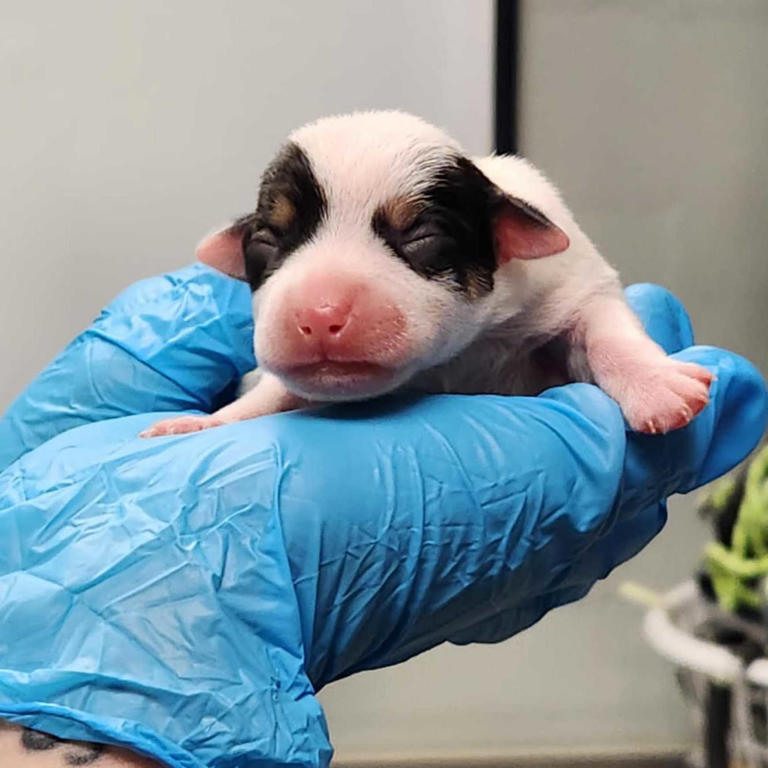 Shivering Newborn Puppies Found Abandoned In Maryland Box Saved By Stranger
