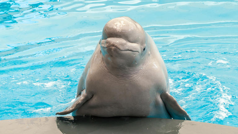 Why 30 Beluga Whales’ Lives Are On The Line In Marineland Park Canada