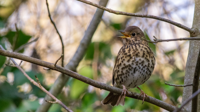 11 Birds That Serve As Little Helpers In Your Garden