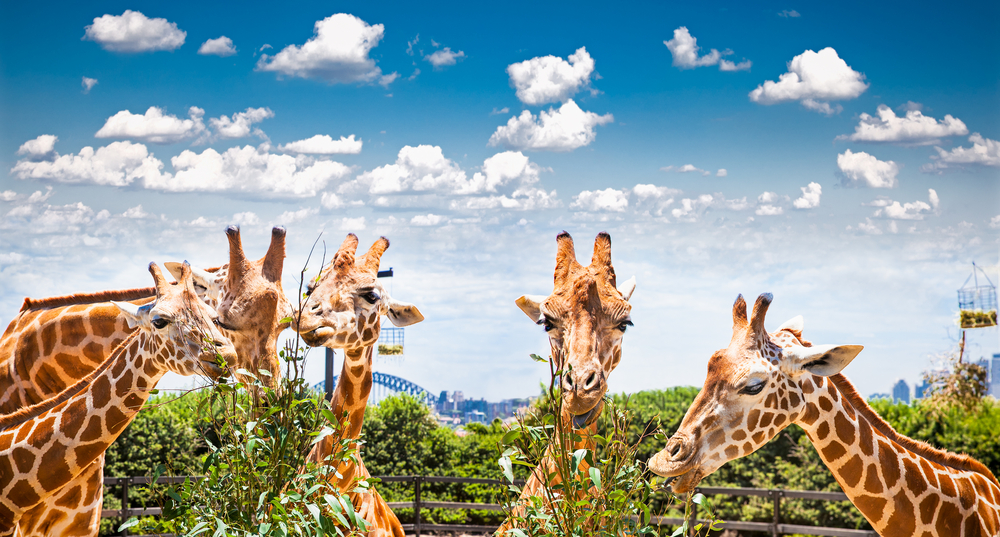 17 International Zoos and Aquariums That Are Worth the Trip