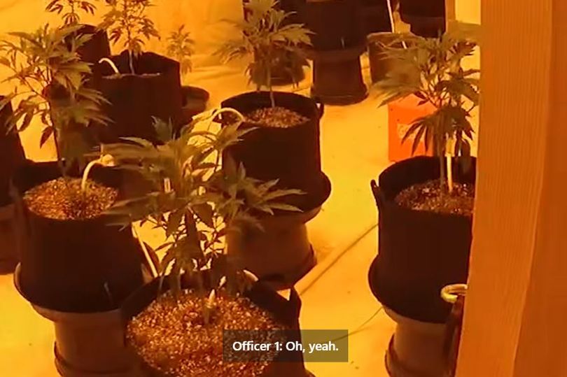 Moment police raid £150k cannabis farm as plants 'to be destroyed'