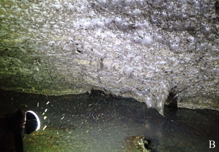 Cavers find huge ‘extraordinary' spider colony on Albania-Greece border ...