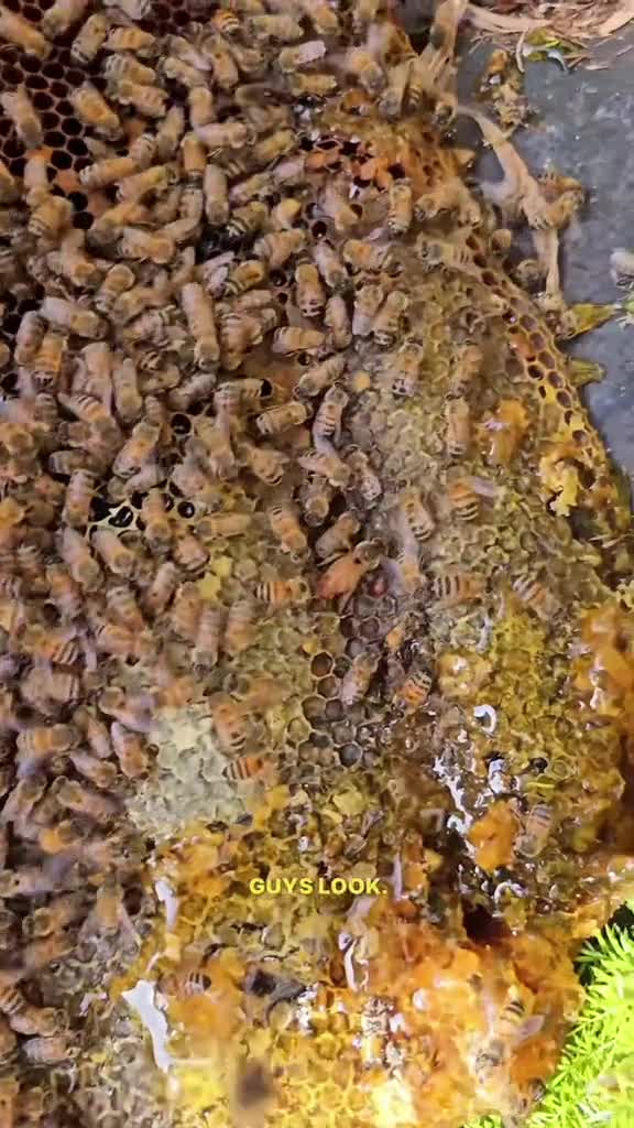 Underground Beehive Discovered Inside Backyard Fence