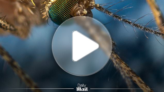 Mosquitoes found in Iceland for first time