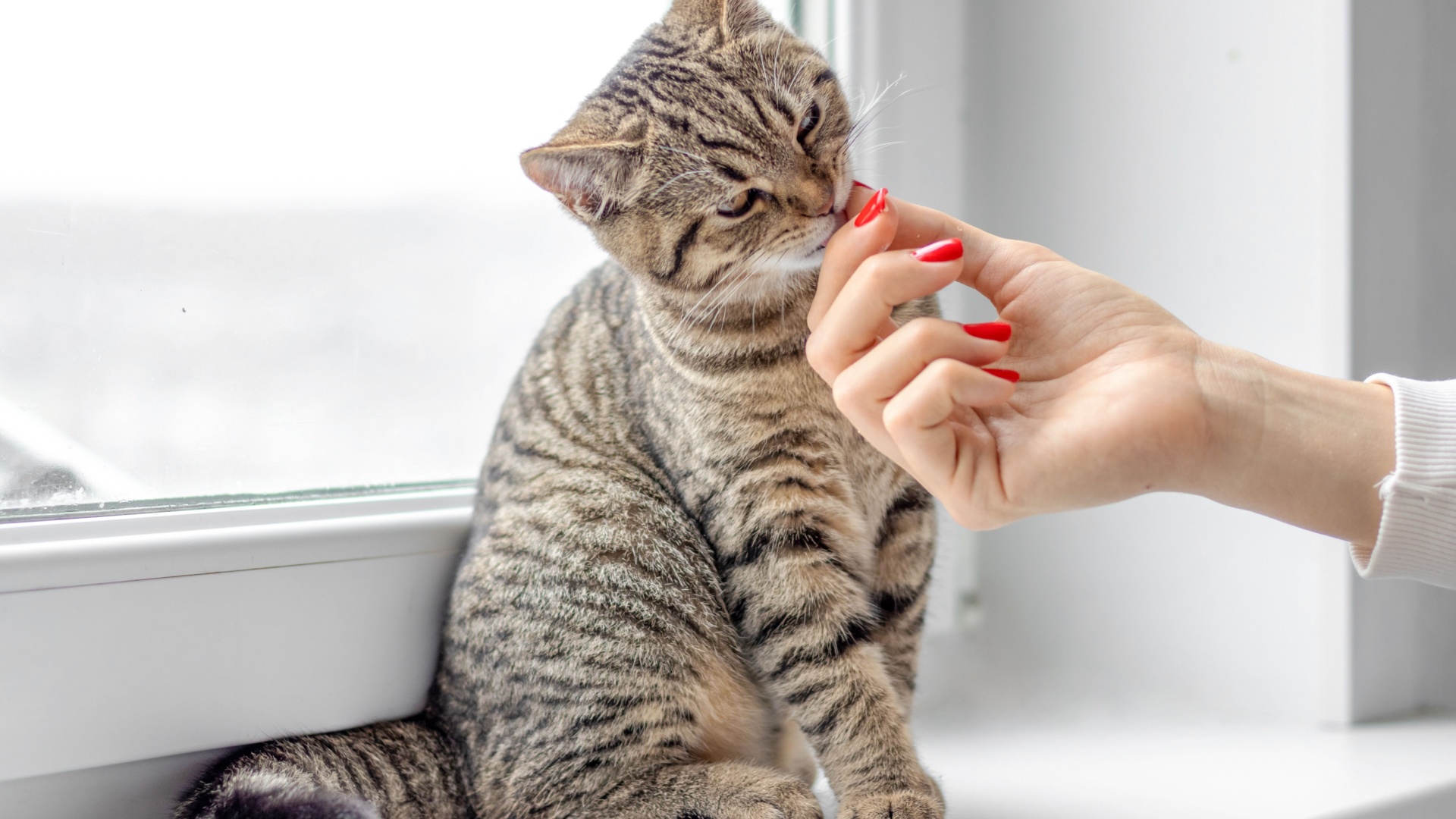 The Most Annoying Things Cats Do