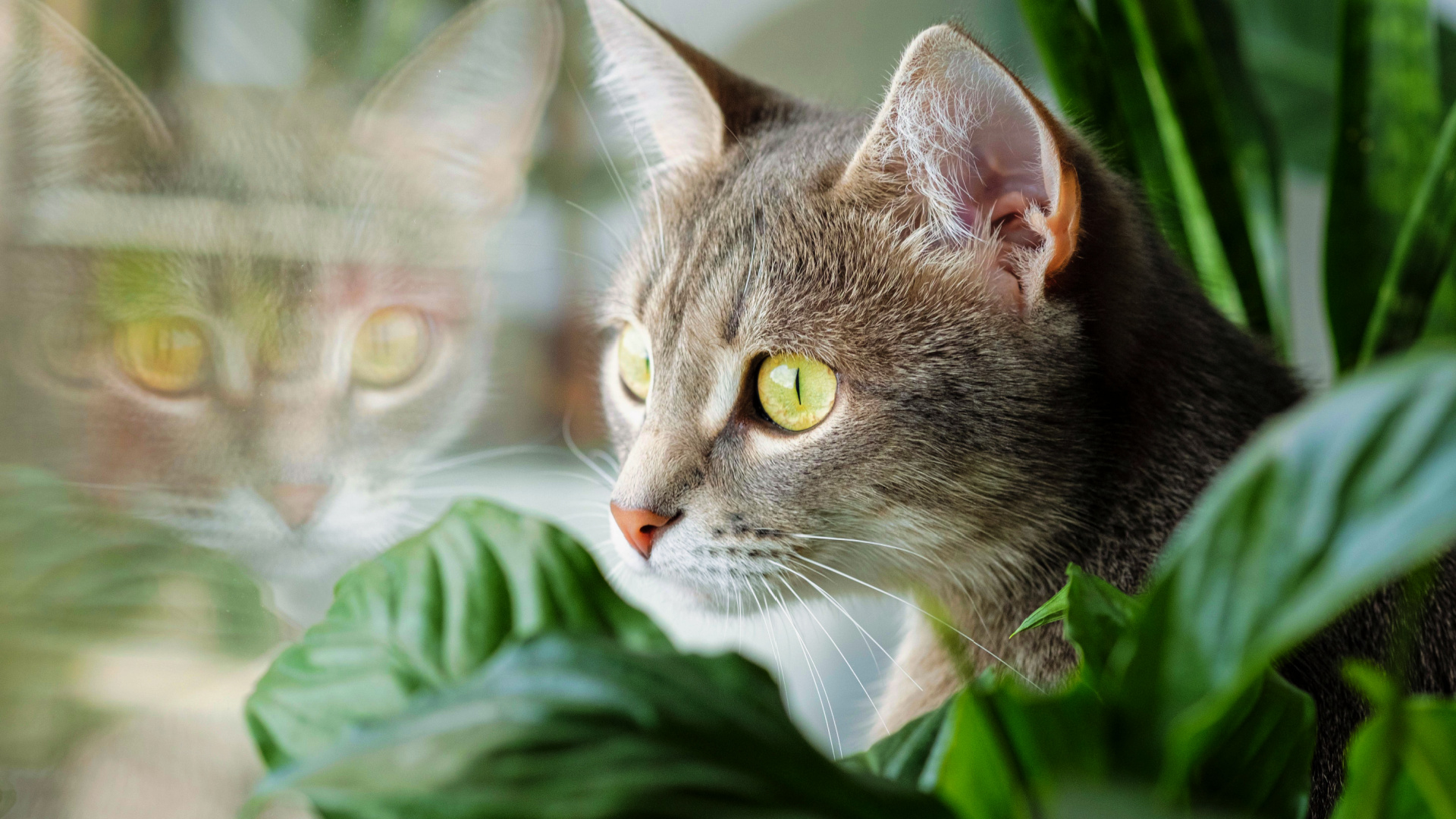 What You Might Not Know About Indoor Cats