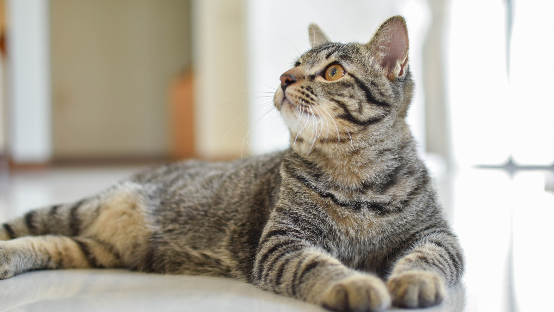 The Reason Why Cats Stare At Walls And 11 Things Cats Notice That ...
