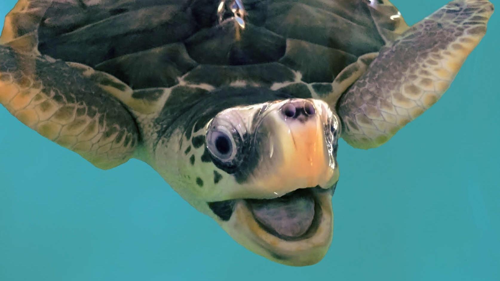 5 smiling animals : we love it!