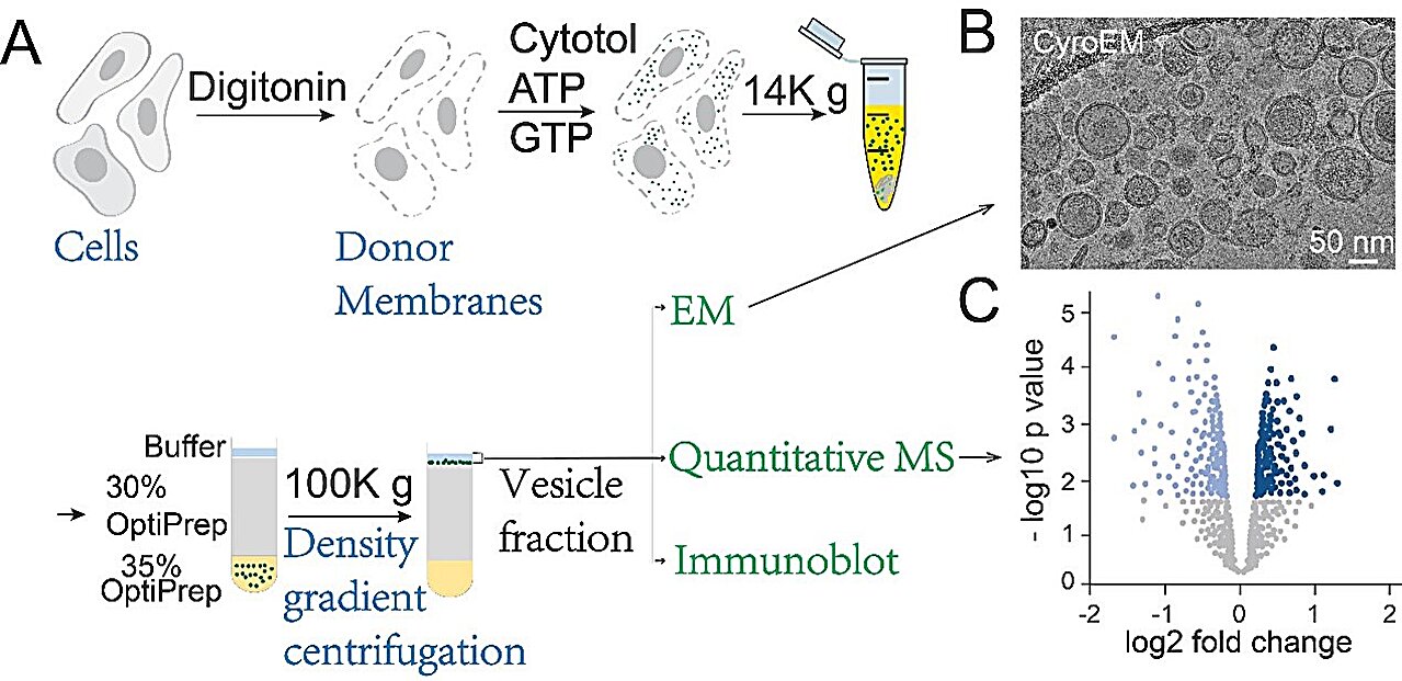 Vesicle proteomics uncover new cargo proteins and accessory factors in ...