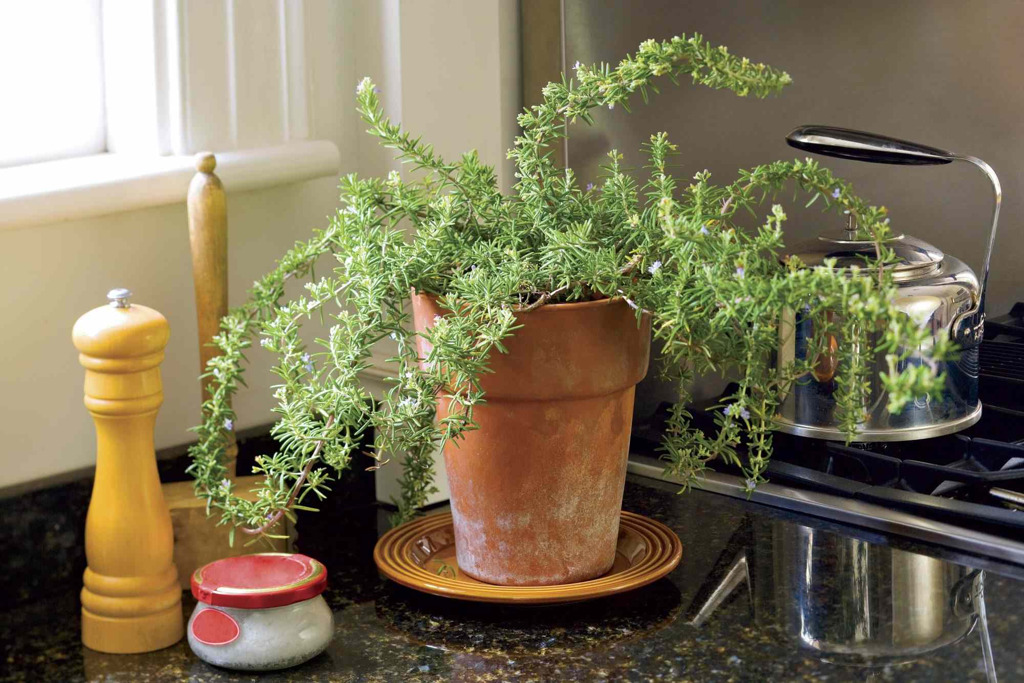 How to grow rosemary indoors—without killing it this time