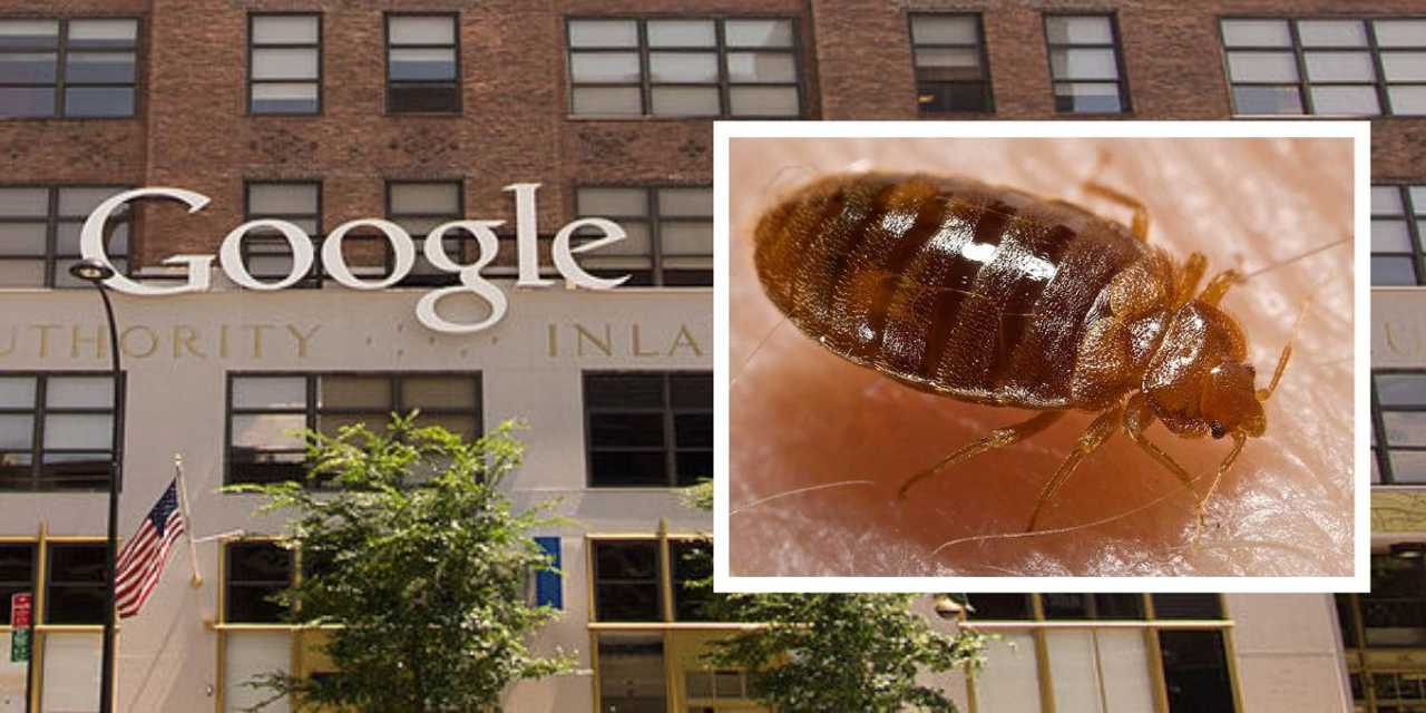 Google’s NYC Offices Reportedly Infested With Bedbugs