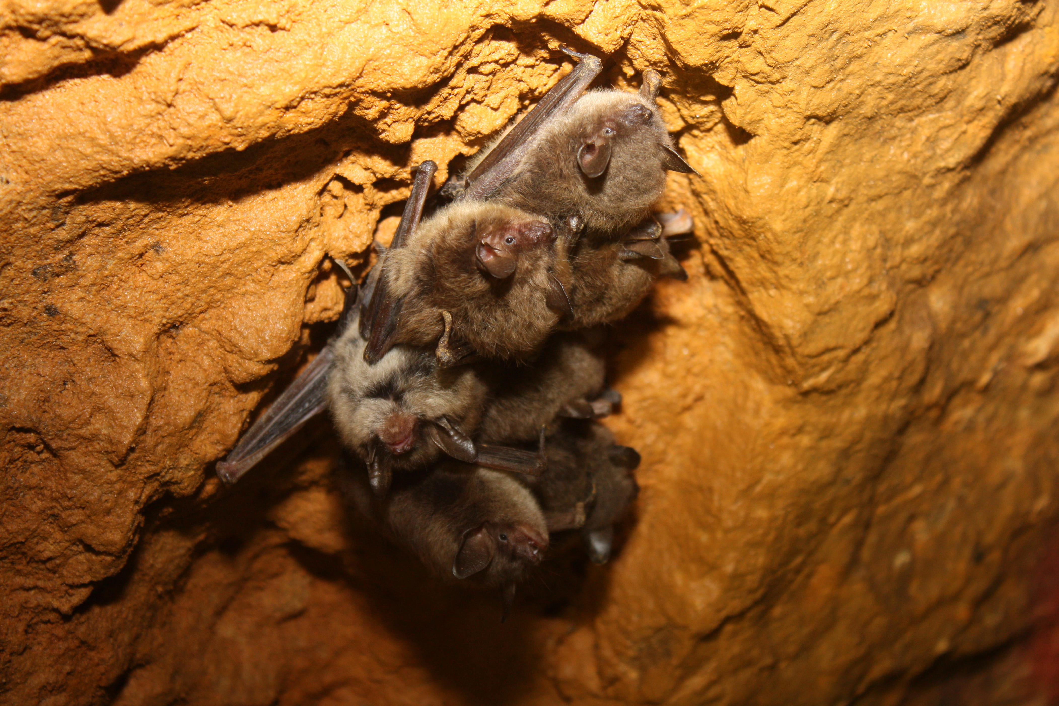 Do bats carry rabies? What to know about them in Tennessee