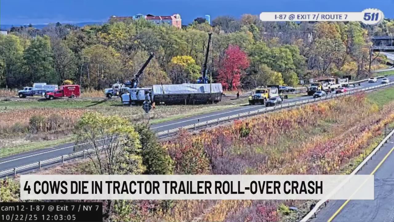 4 cows die in tractor trailer rollover crash
