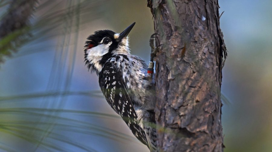 Tennessee to reintroduce bird species last seen in Cherokee National ...