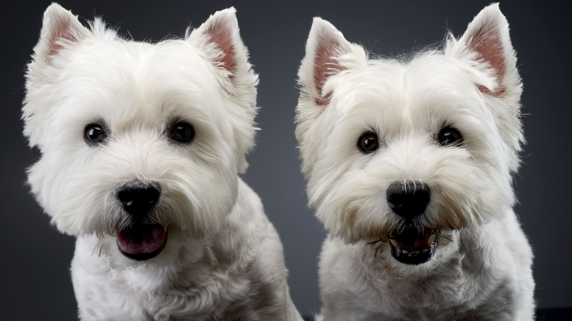 Can Pet Cloning Really Bring Your Dog Back?