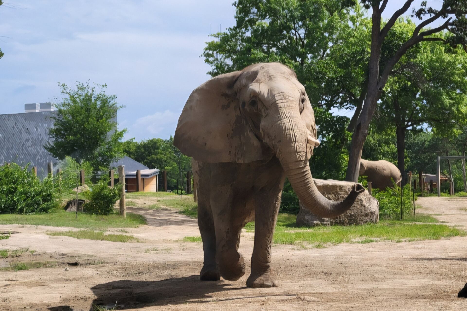 Kansas City Zoo mourning the loss of 47-year-old African elephant