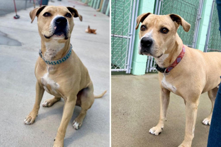 Hearts break over face of "super sweet" dog waiting 2,000 days in shelter