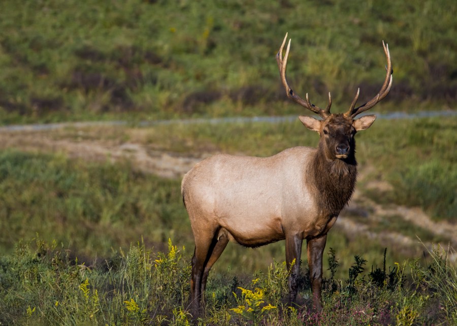 PA Rep. looks to celebrate designate Nov. 3 as ‘Pennsylvania Elk Hunt Day’