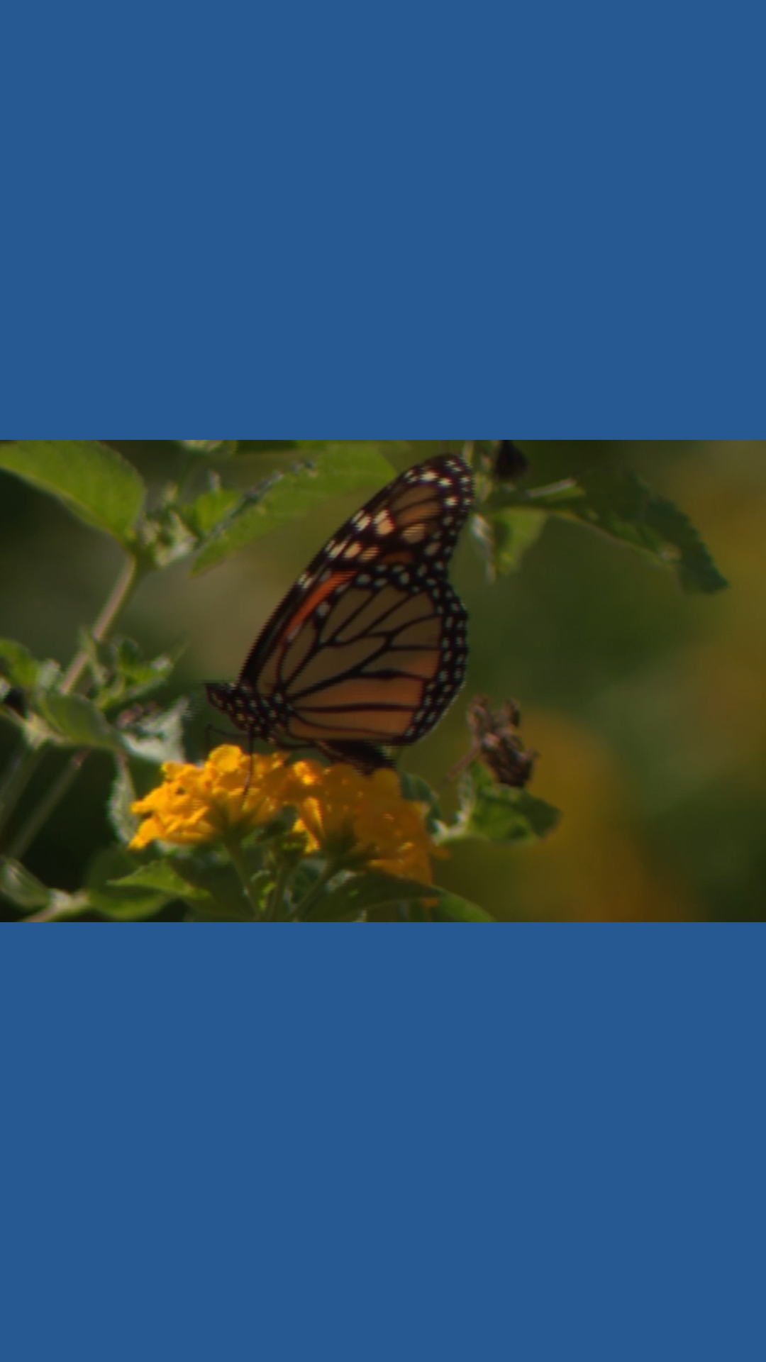 Community in Cypress helping to save the monarch butterfly