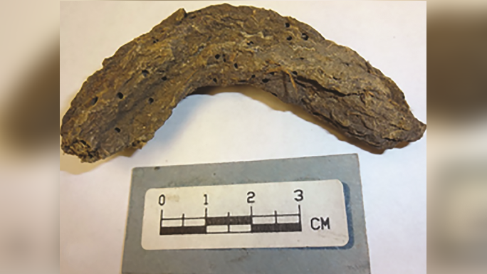 1,300-year-old poop reveals pathogens plagued prehistoric people in ...