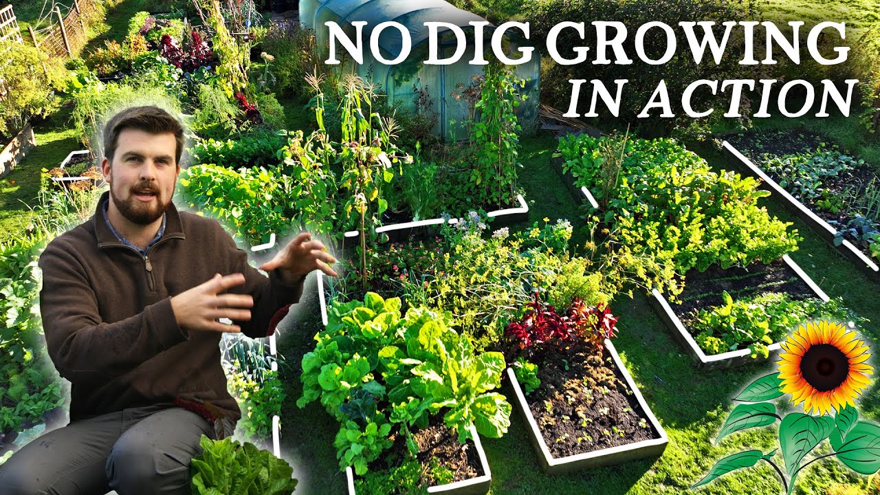My raised bed vegetable garden in early autumn🍂