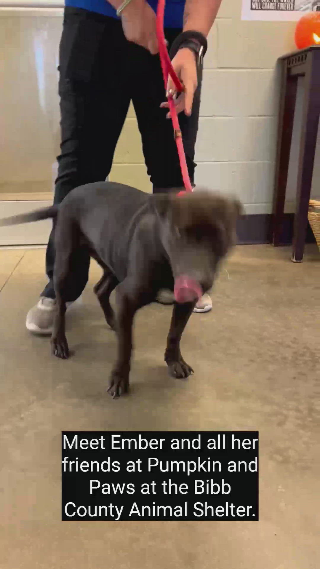 Bibb County Animal Shelter