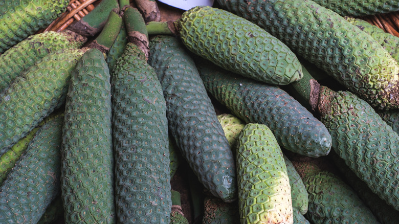 Meet The Monstera Deliciosa, The Russian Roulette Of Fruit