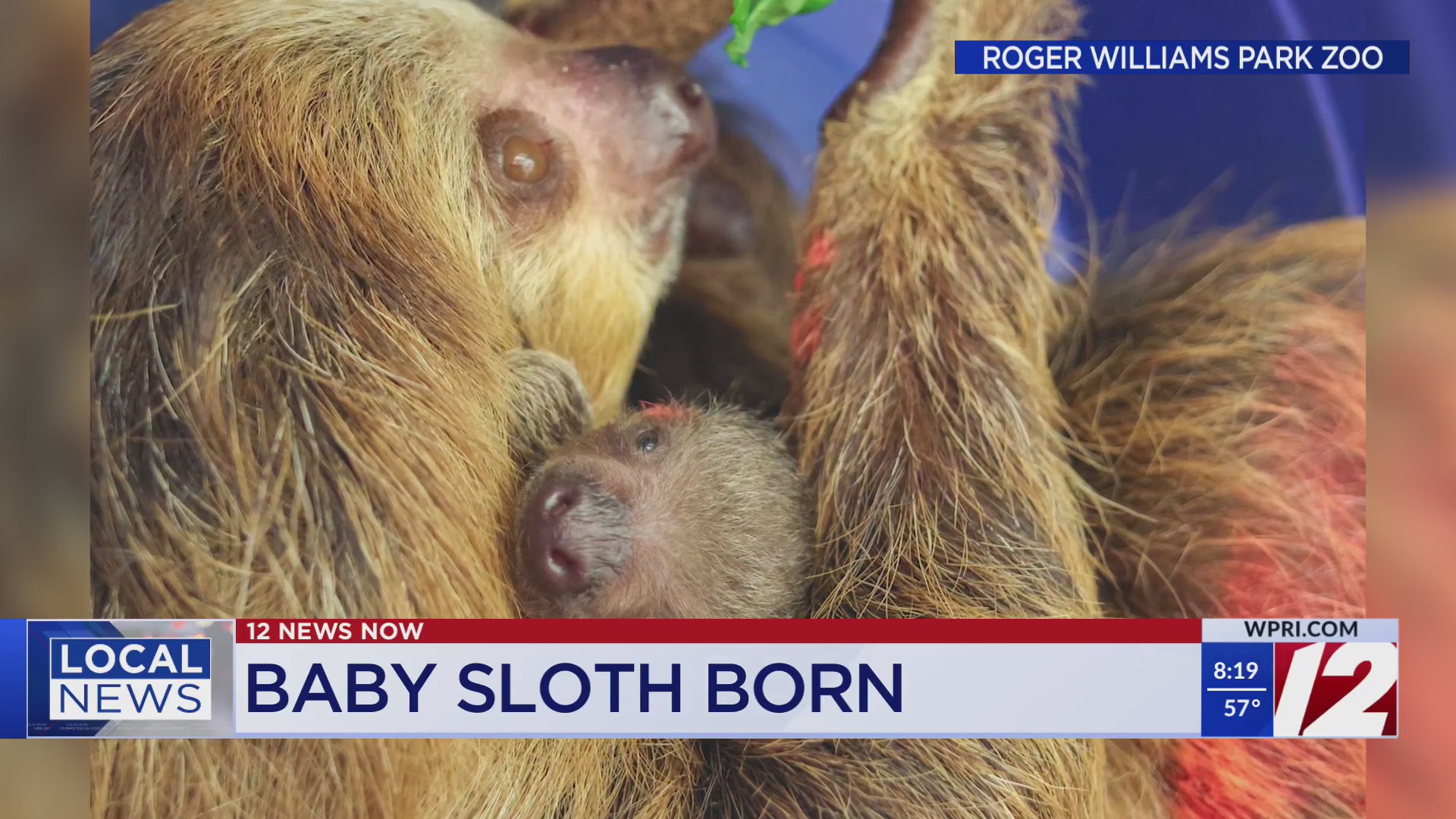 Roger Williams Park Zoo celebrates birth of baby sloth