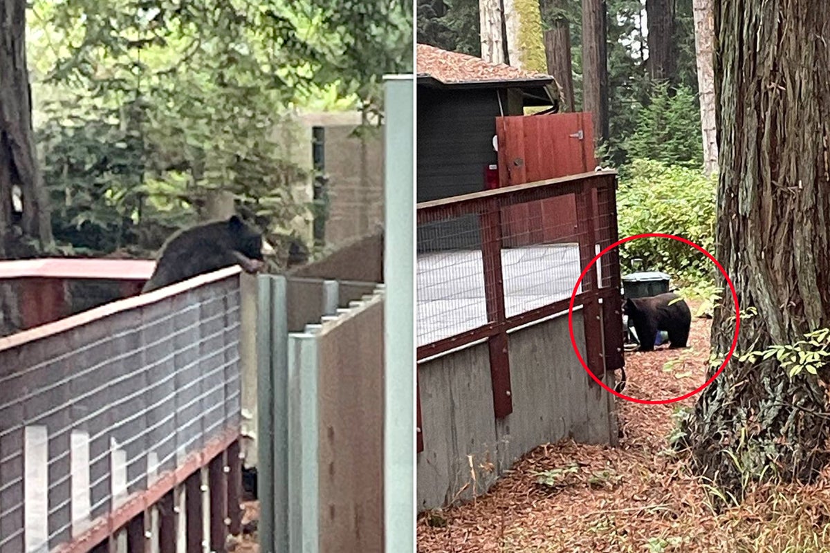 “Buscaba un amigo”: oso negro americano entra en zoológico de ...