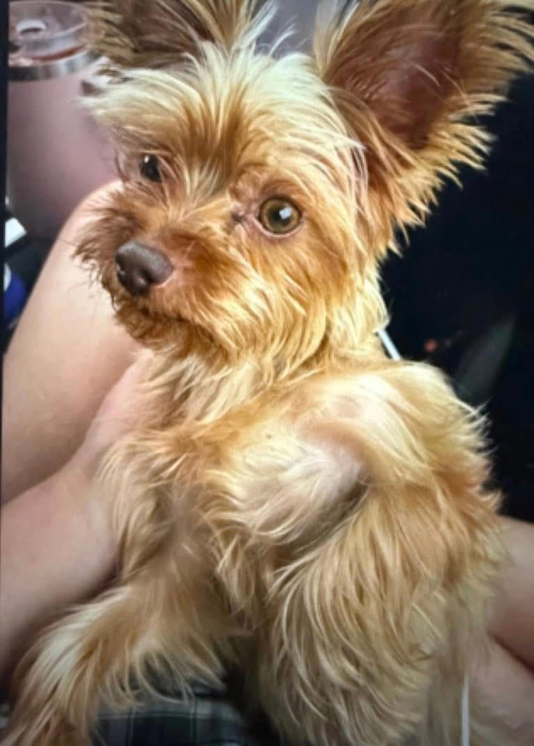 Dog-nappers who stole two Yorkshire terriers in Palm Springs still at large