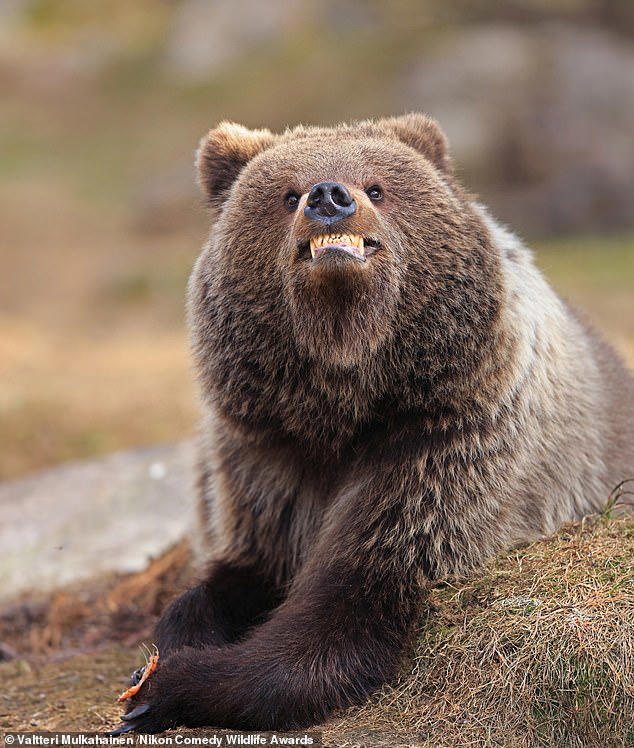 The hilarious images vying for Wildlife Comedy Photo of the Year