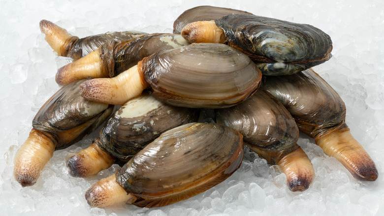 Soft Shell Clams Vs Hard Shell Clams: What's The Difference?