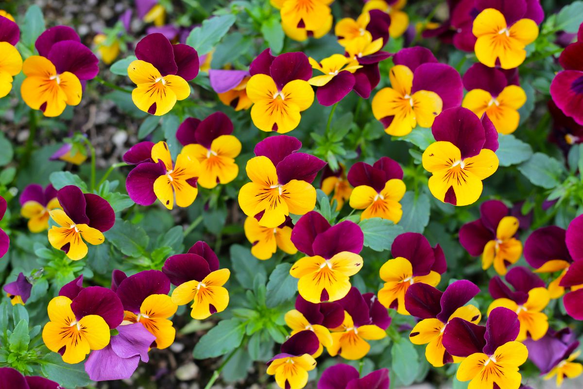 11 Best Fall Container Plants for a Cozy Autumn Display