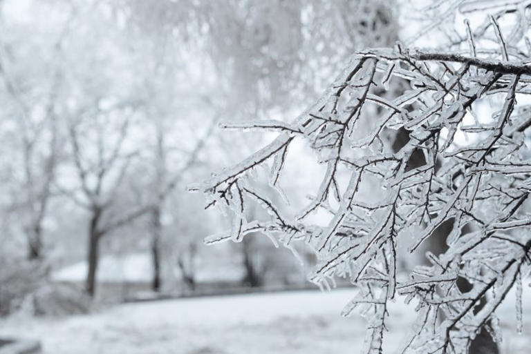 The difference between a freeze and a hard freeze