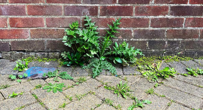 Elimina las malas hierbas del patio en 24 horas de forma 'permanente ...