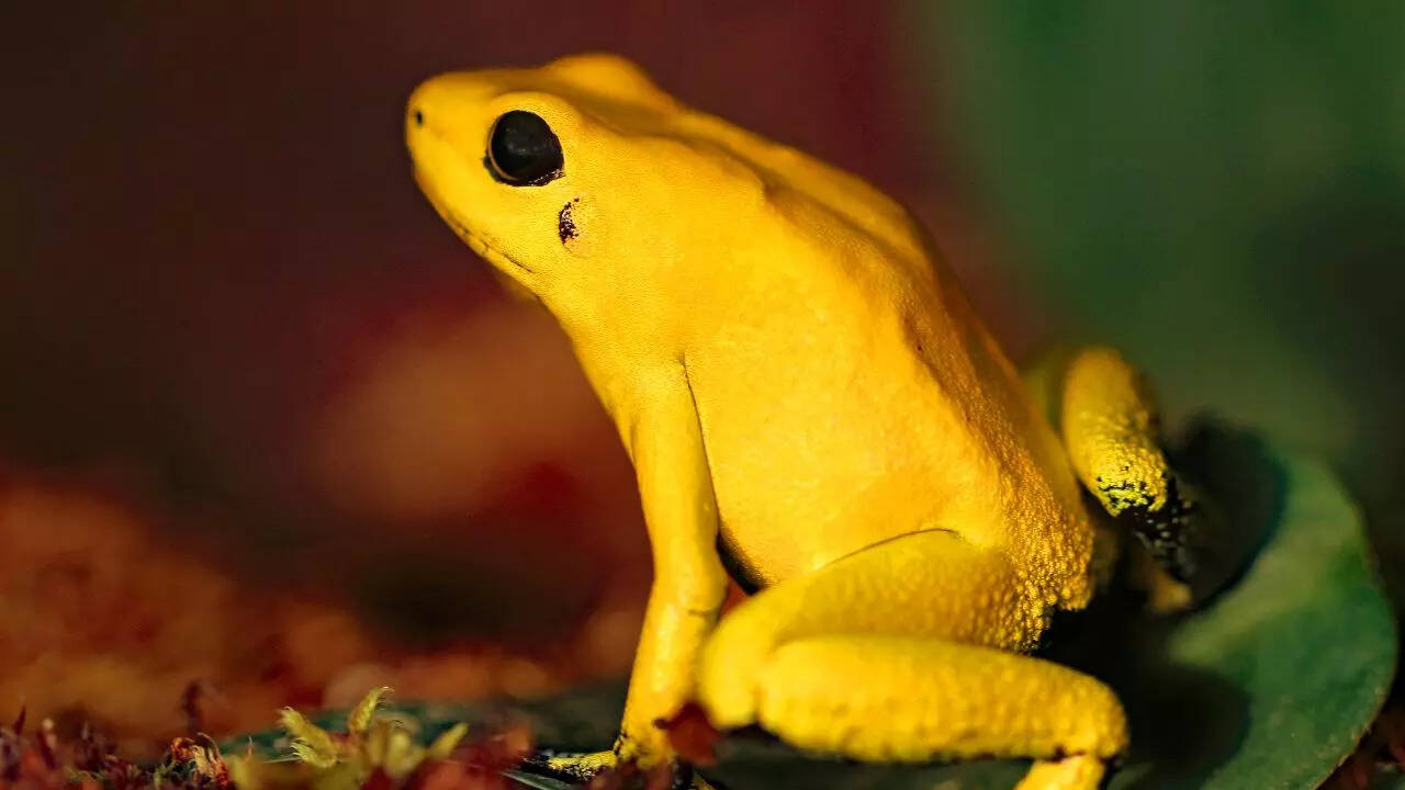From frogs to snakes: Meet nature’s most striking yellow creatures