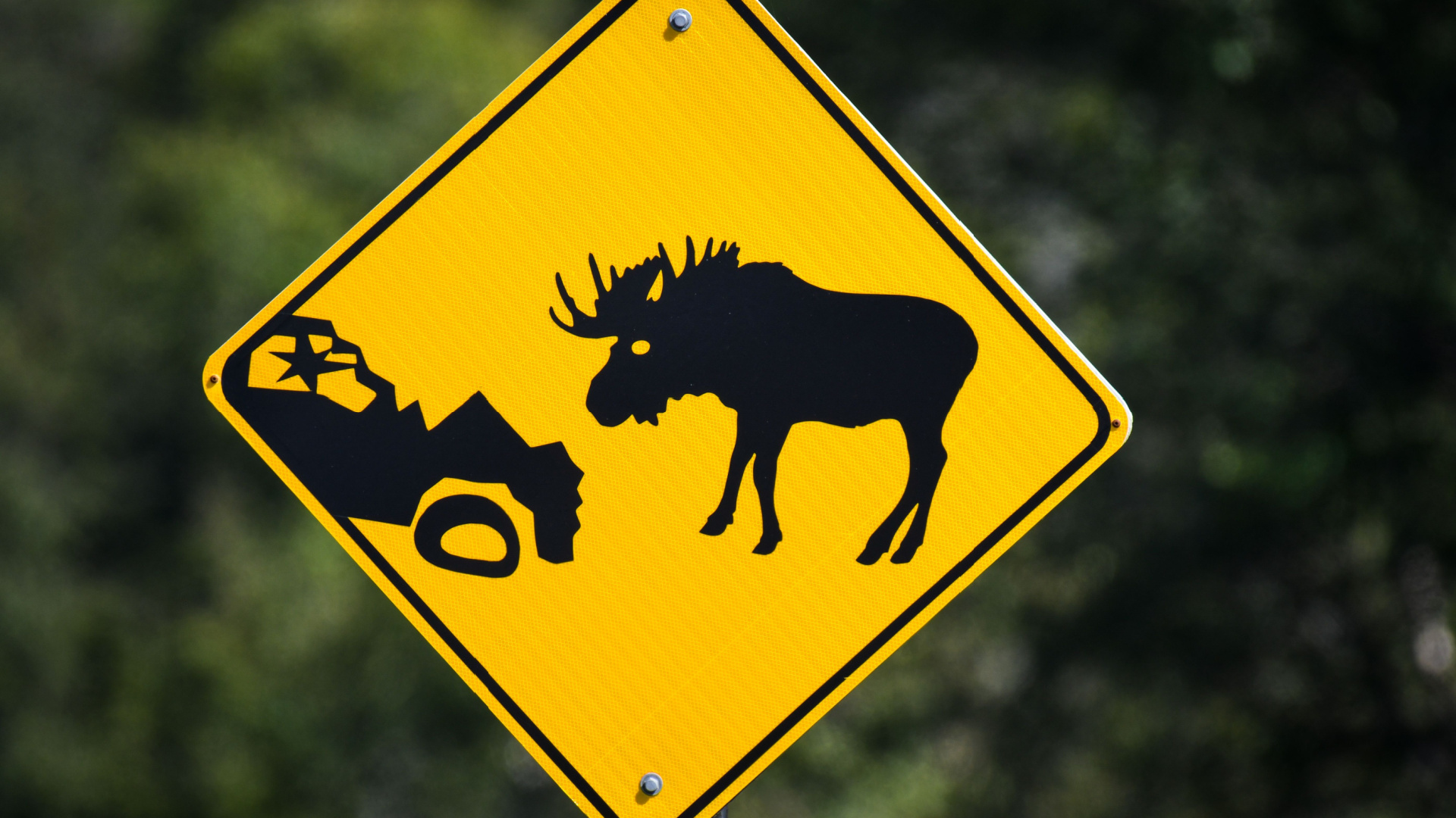 What Happens When Moose And Cars Collide – Inside Canada’s Wildlife Problem