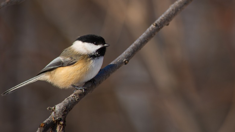 11 Birds That Serve As Little Helpers In Your Garden