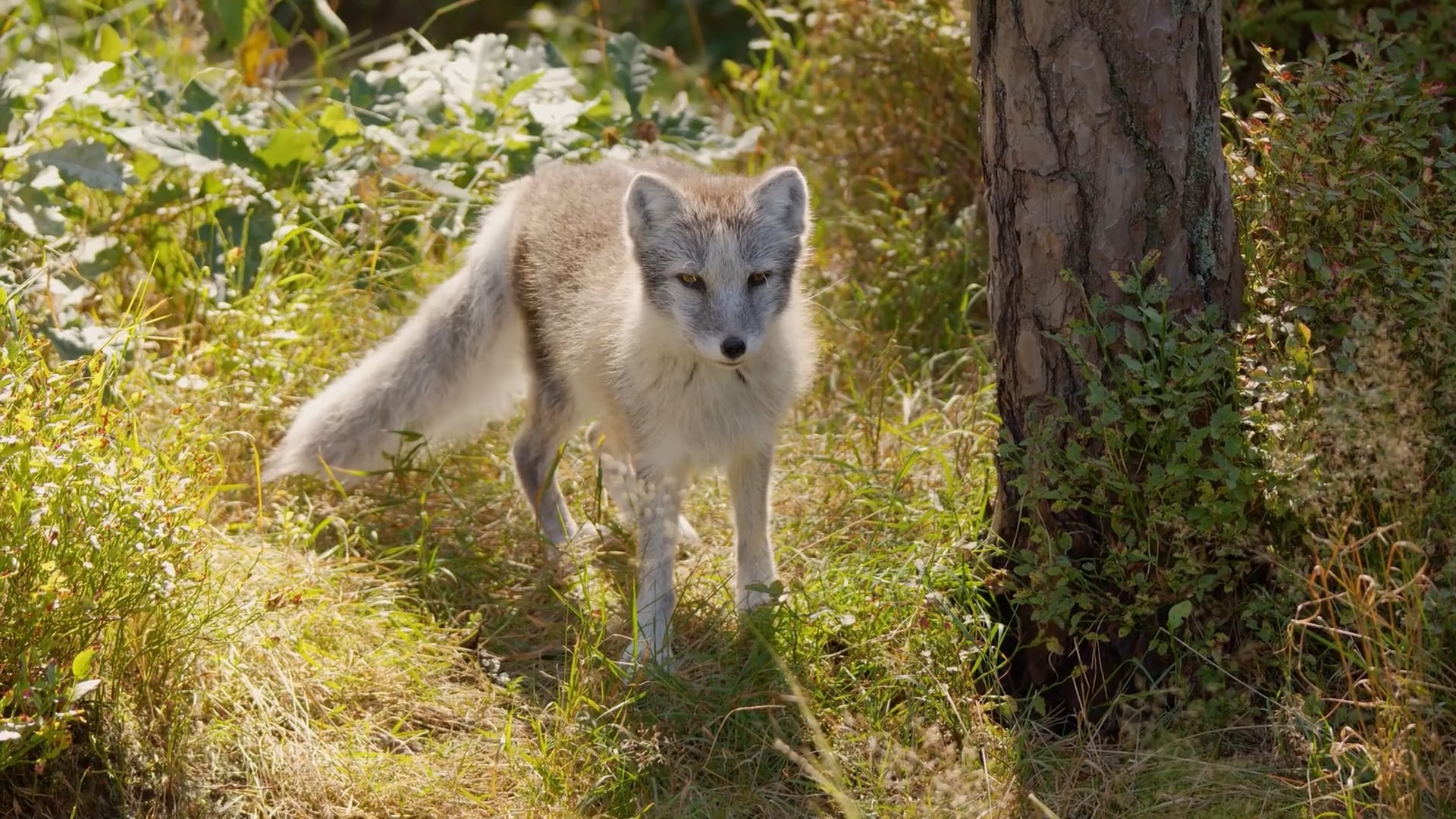 Arctic Fox: Ground Level Views of Their Harsh Winter Habitat
