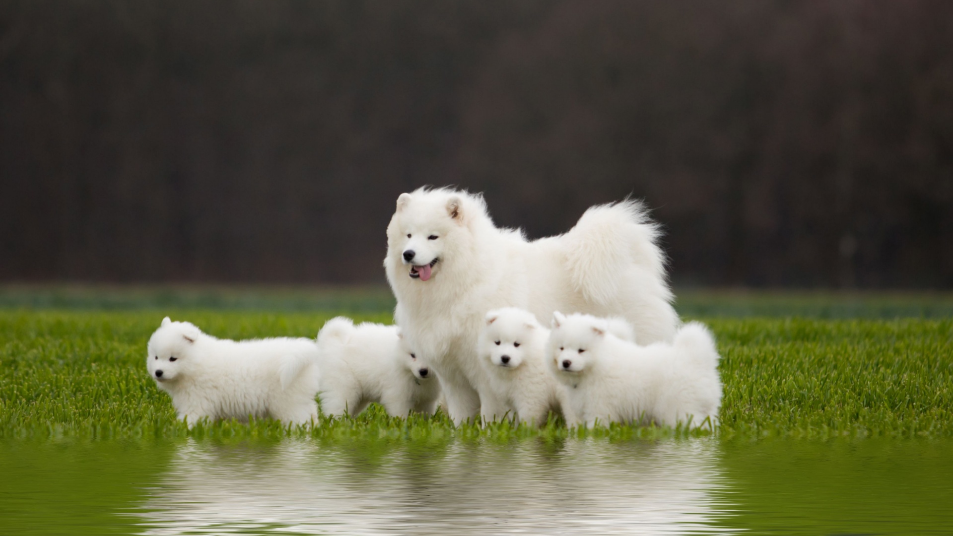 9 Luxurious Dog Breeds That Fetch Big Bucks