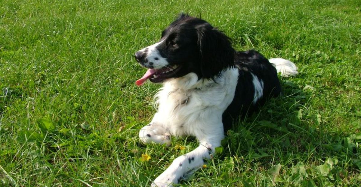 23 Lesser-Known Dog Breeds That Deserve a Place in the Spotlight