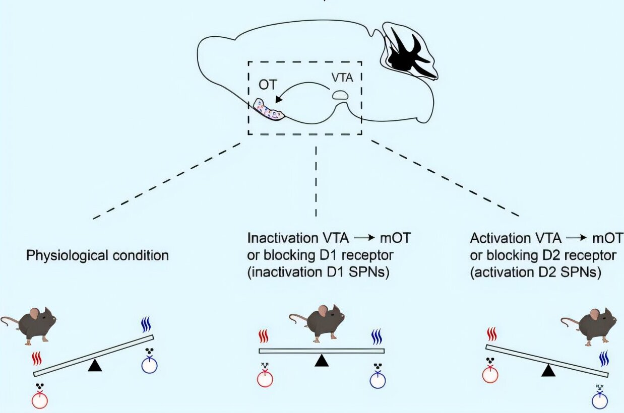 Scientists discover neural coding mechanism underlying odor-guided ...